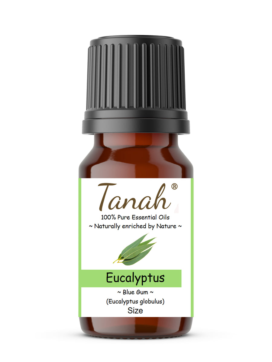 Eucalyptus Blue Gum Eucalyptus globulus | Tanah Essential Oil Company ...